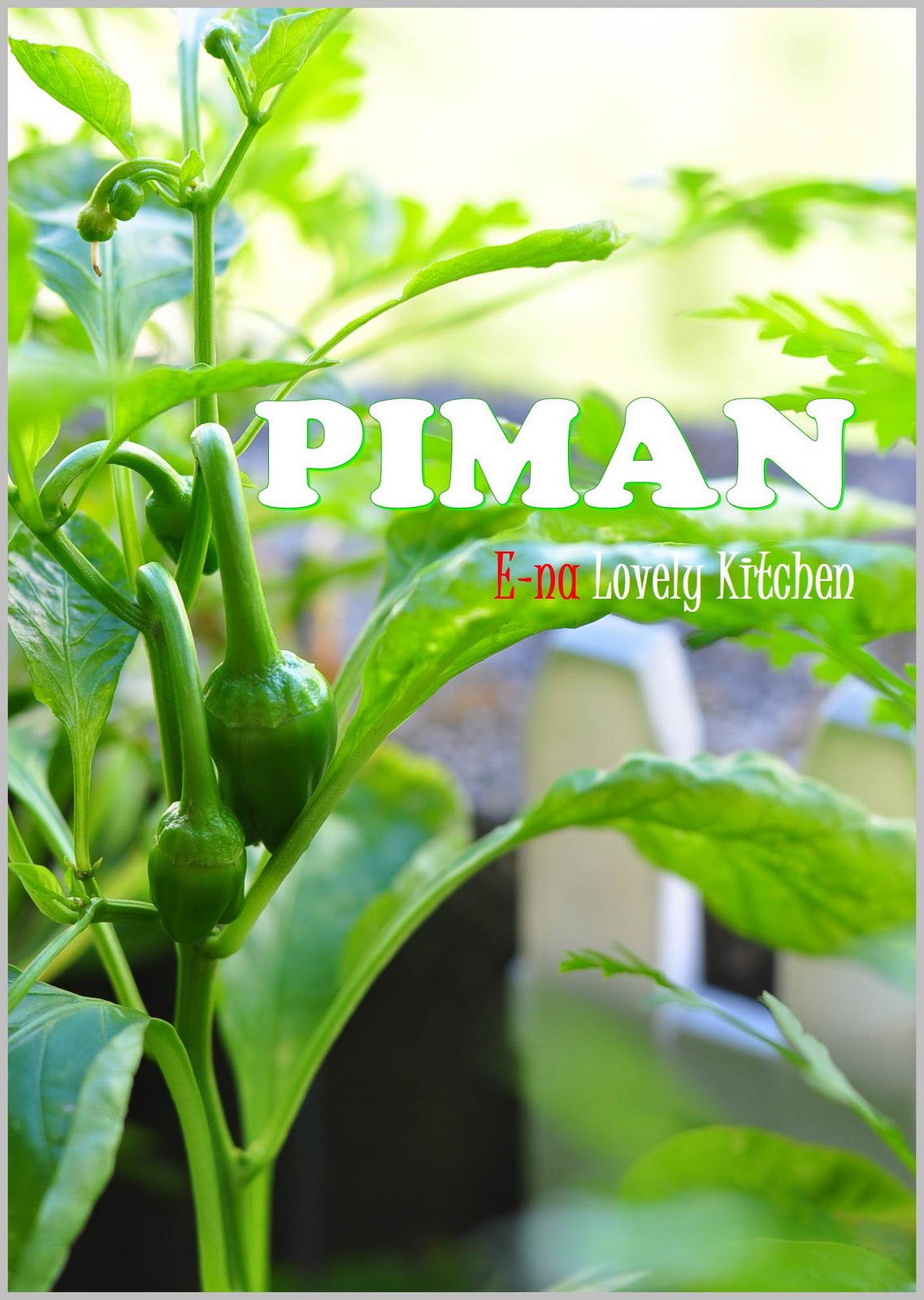 E-NA LOVELY KITCHEN ^_^: Piman