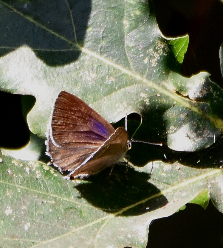 Lancashire and Lakeland Outback Adventure Wildlife Safaris: Purple ...