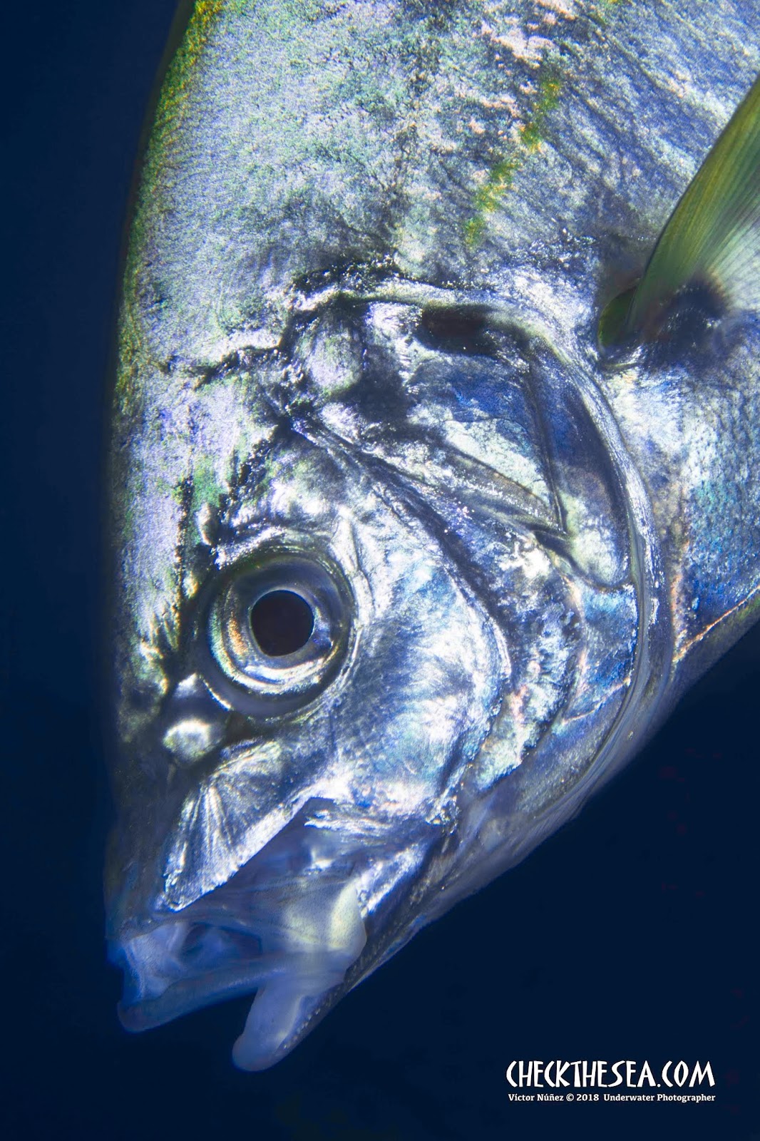 Check the Sea. Web de buceo y fotografía submarina de las Islas ...