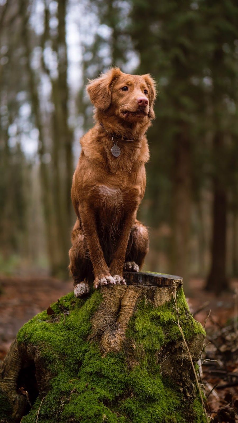 Animals - Dog, sitting, stump : id 46179 - HD Wallpapers