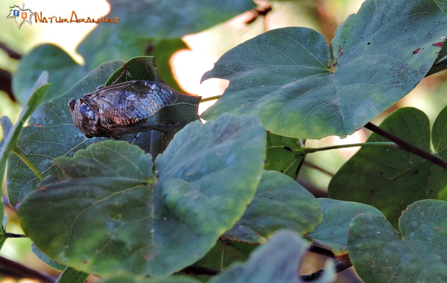 NaturAranjuez: Cicadidae - CHICHARRA