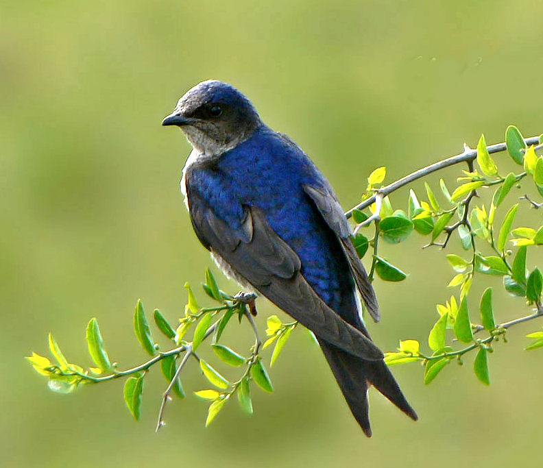 Bellas Aves de El Salvador: Progne chalybea (golondrina doméstica o ...