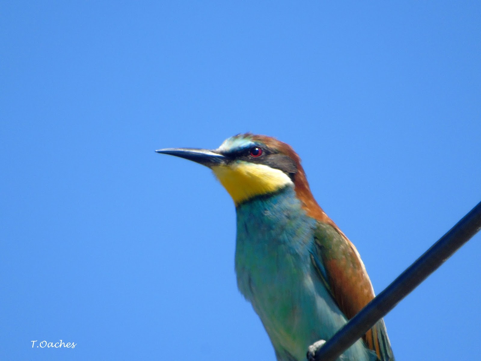 PASARI DIN ROMANIA: PRIGORIE, Merops apiaster