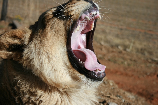 Our Beautiful World: Animal Expressions