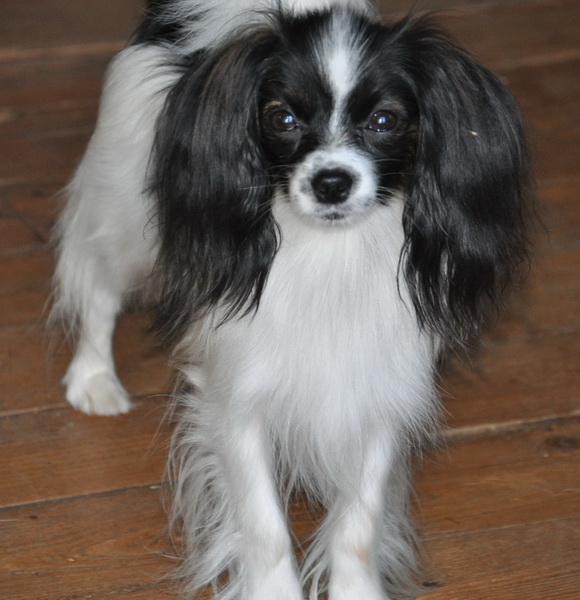 Road's End Papillons : Phalene Dog Description & correct Phalene Dog ...