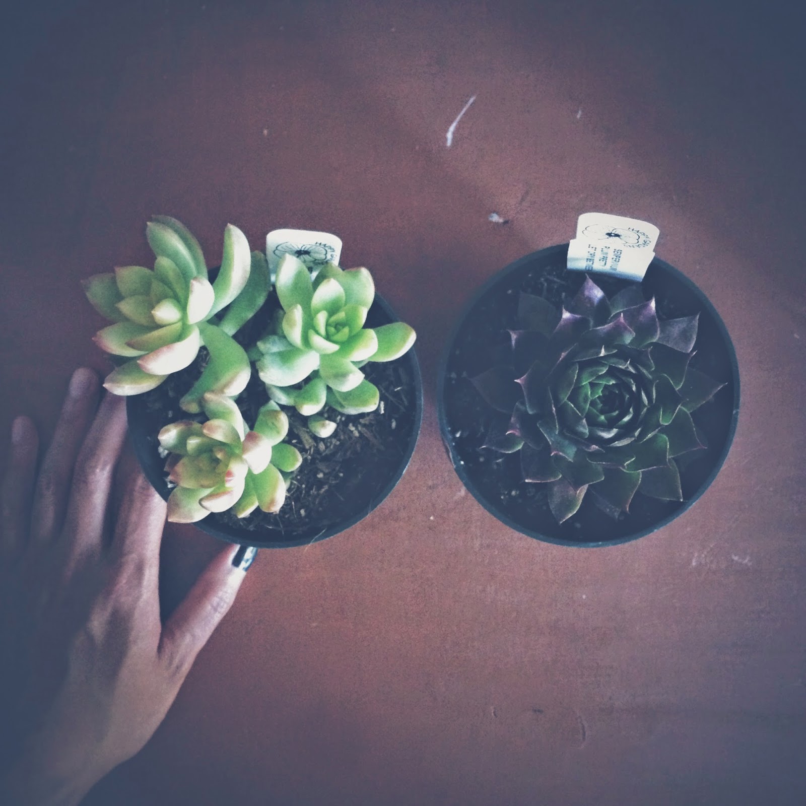 paper glass bottle: Succulent Sunday