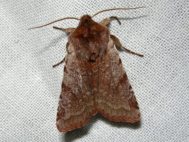 gobirding.eu Mothing Diary: Thompson Water moths & inverts