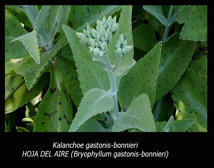 Hierba Bruja | Botánica Cubana