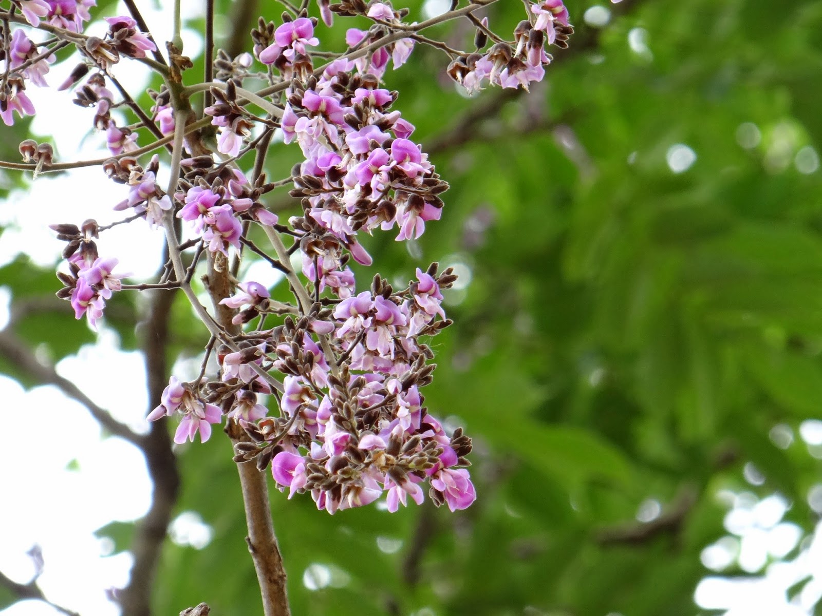 Blog do Ademir Carosia: Timbó