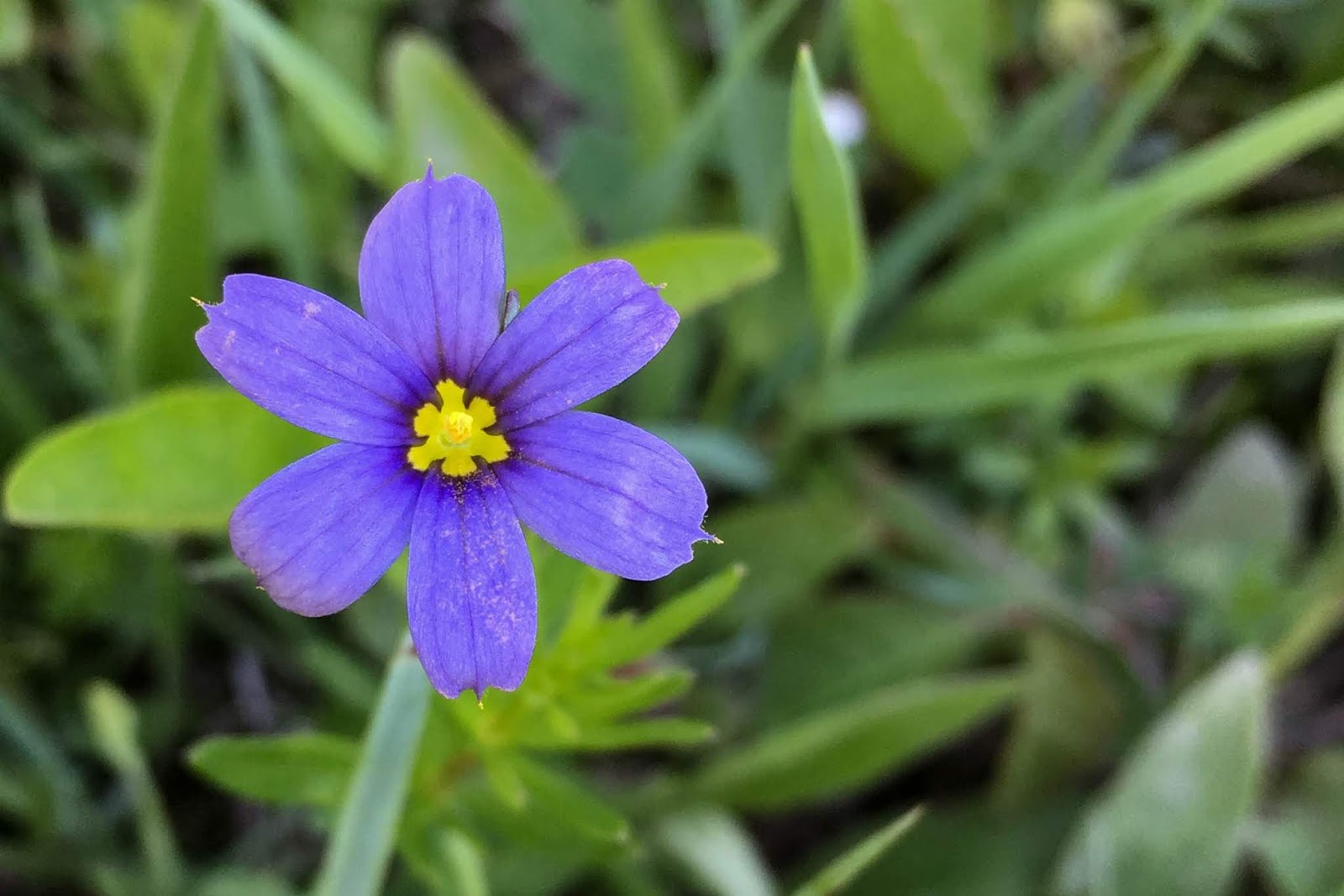 Champlain Islands Nature Blue Eyed Grass
