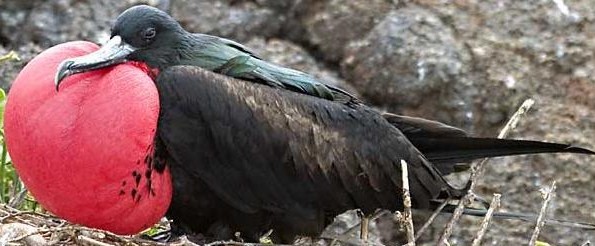 Tongan Tropical Moist Forests: Avifauna
