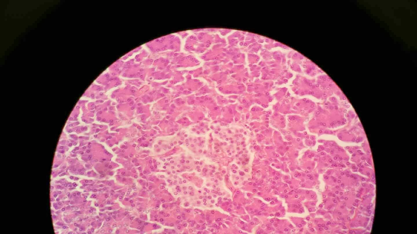 Histology