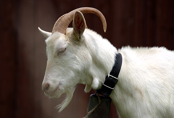 FINANTARE PENTRU CUMPARARE DE ANIMALE: CATEGORII DE ANIMALE PE CARE LE ...