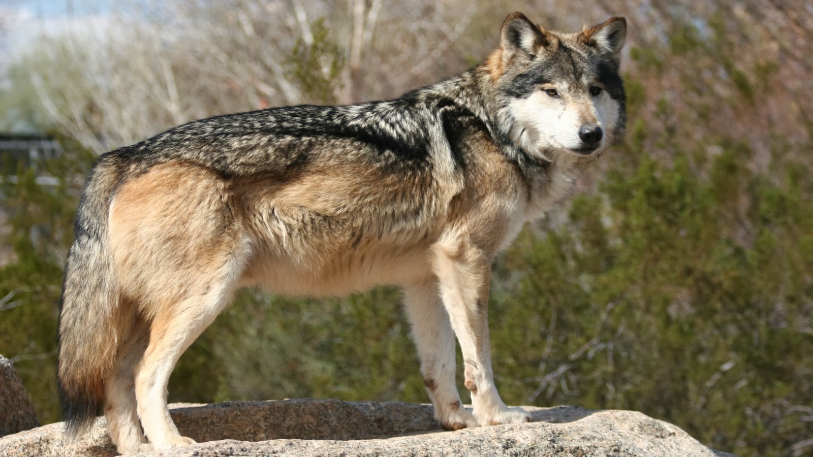 Mexican Wolf - Pets