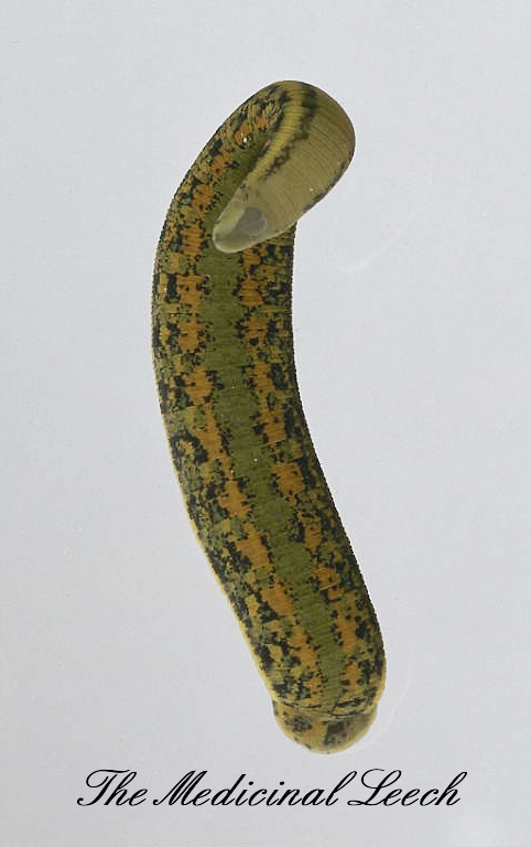 The Study: The Polished Prognosticator of the Playful Physician