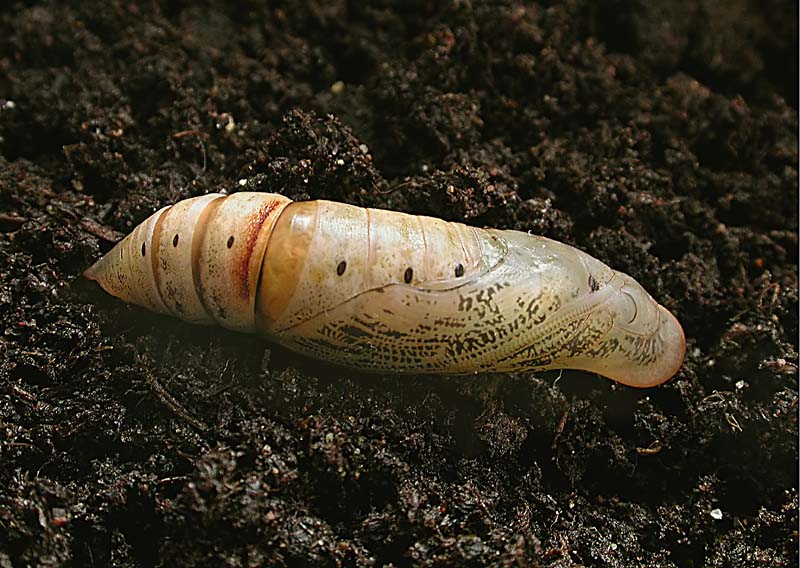 Charlie's moths of Calderdale.: HAWK-MOTHS