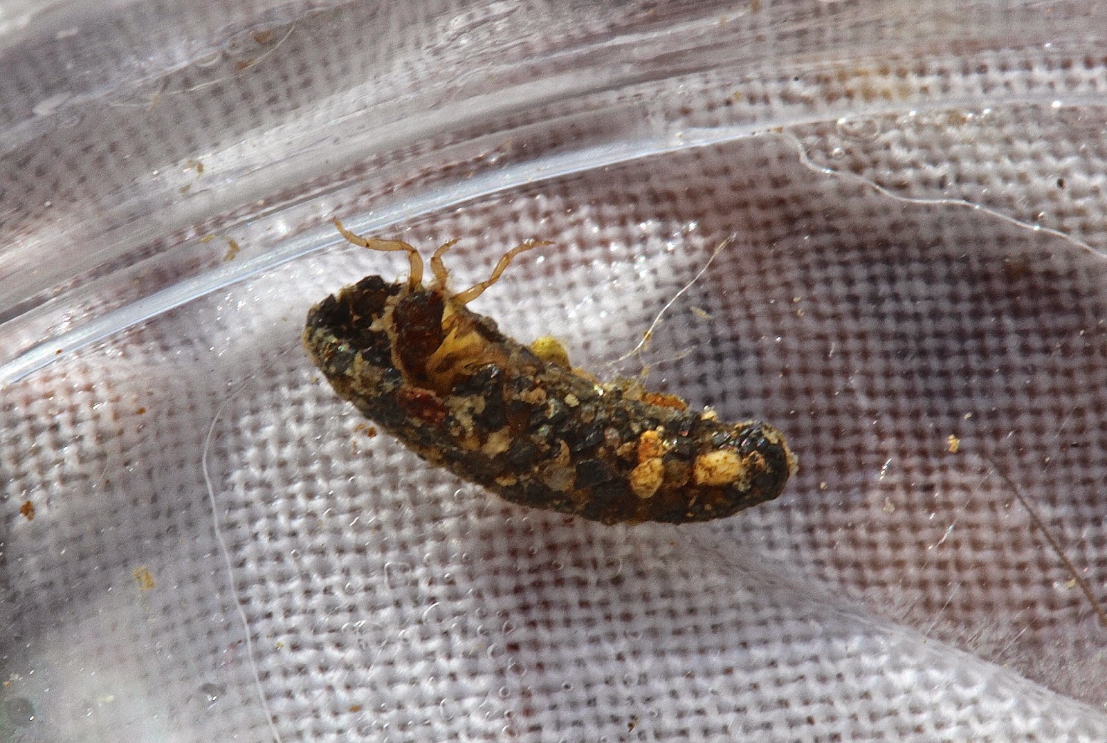 Aquatic Insects of Central Virginia: 2014