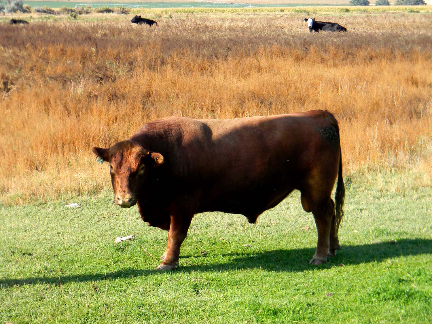 Owyhee Agriculture: Waiting On Wednesday