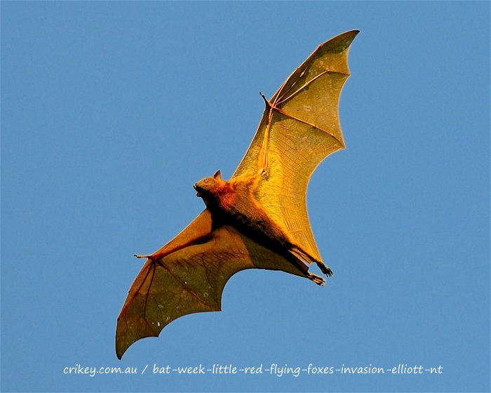 Little Red Flying Foxes and the invasion of Elliott NT