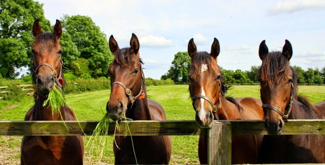 LUV 2 GO: Irish National Stud and Gardens -- Ireland