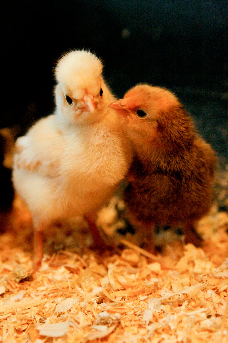 Washington Farms: New Baby Chicks!