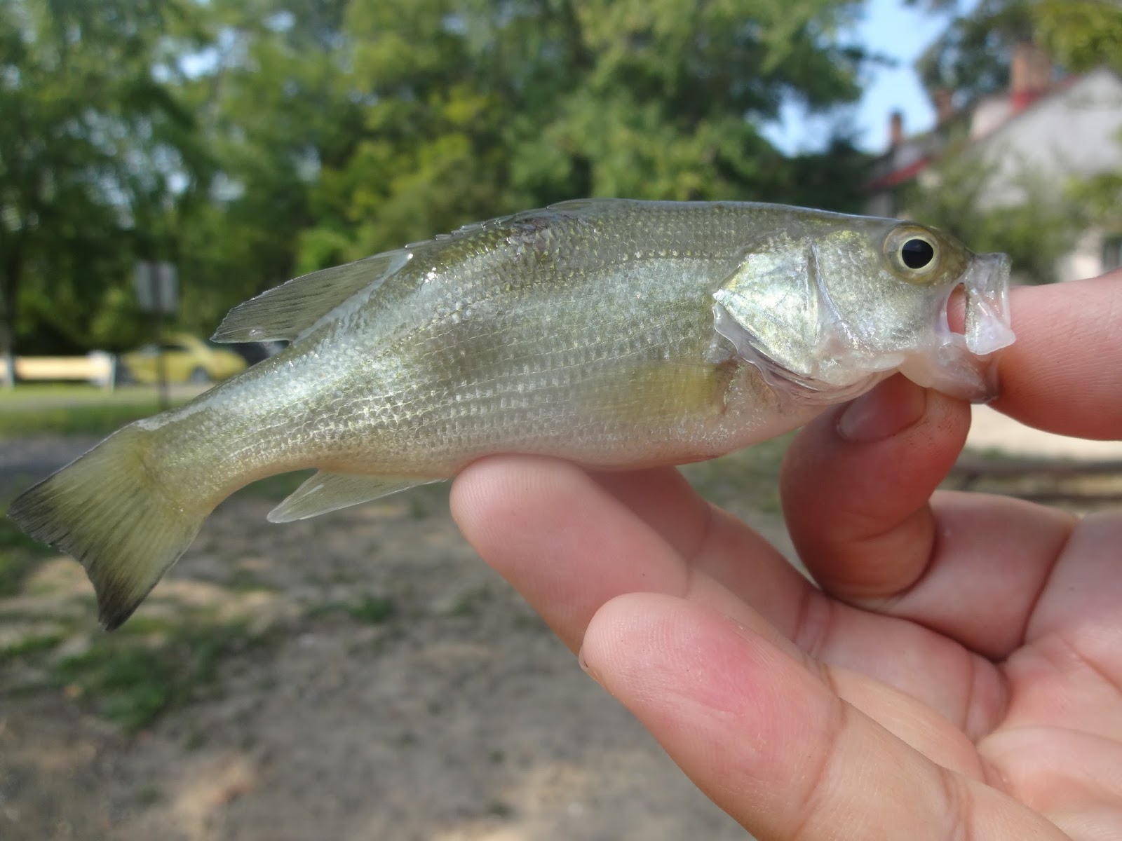 Extreme Philly Fishing: September Fishing Sessions (Last Update: COMPLETE)