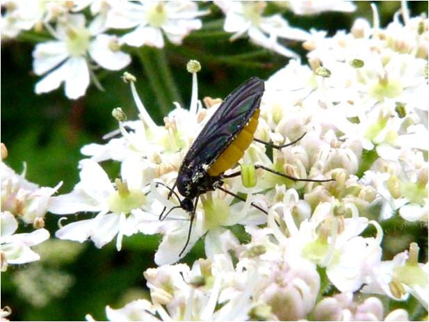 Insects of Scotland: Mosquitoes/Midges/Horseflies