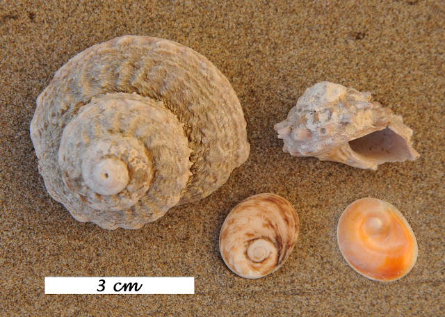Tesoros a la orilla del mar: Los ojos de Santa Lucía