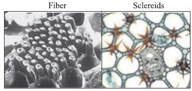 Online Notes on Chapter = 6 ( TISSUE) Part 2 - | Bioinformatics