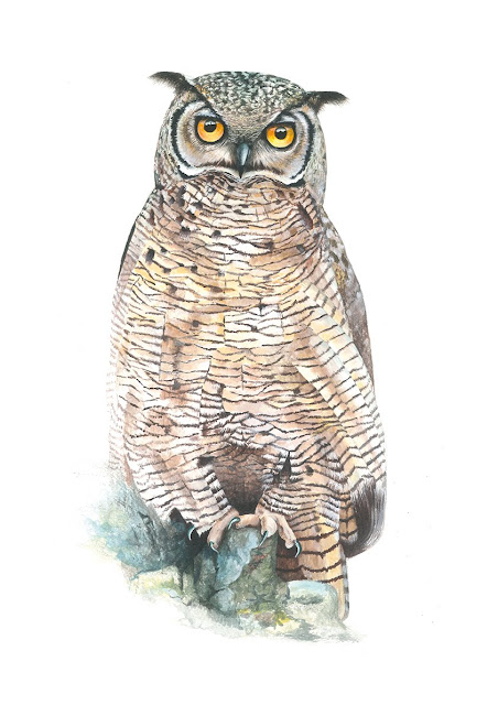 Búho Tucureque - Maria Jose Garces Garces