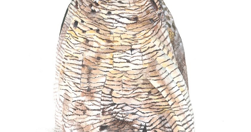 Búho Tucureque - Maria Jose Garces Garces