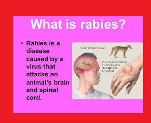 What is the Rabies Disease?
