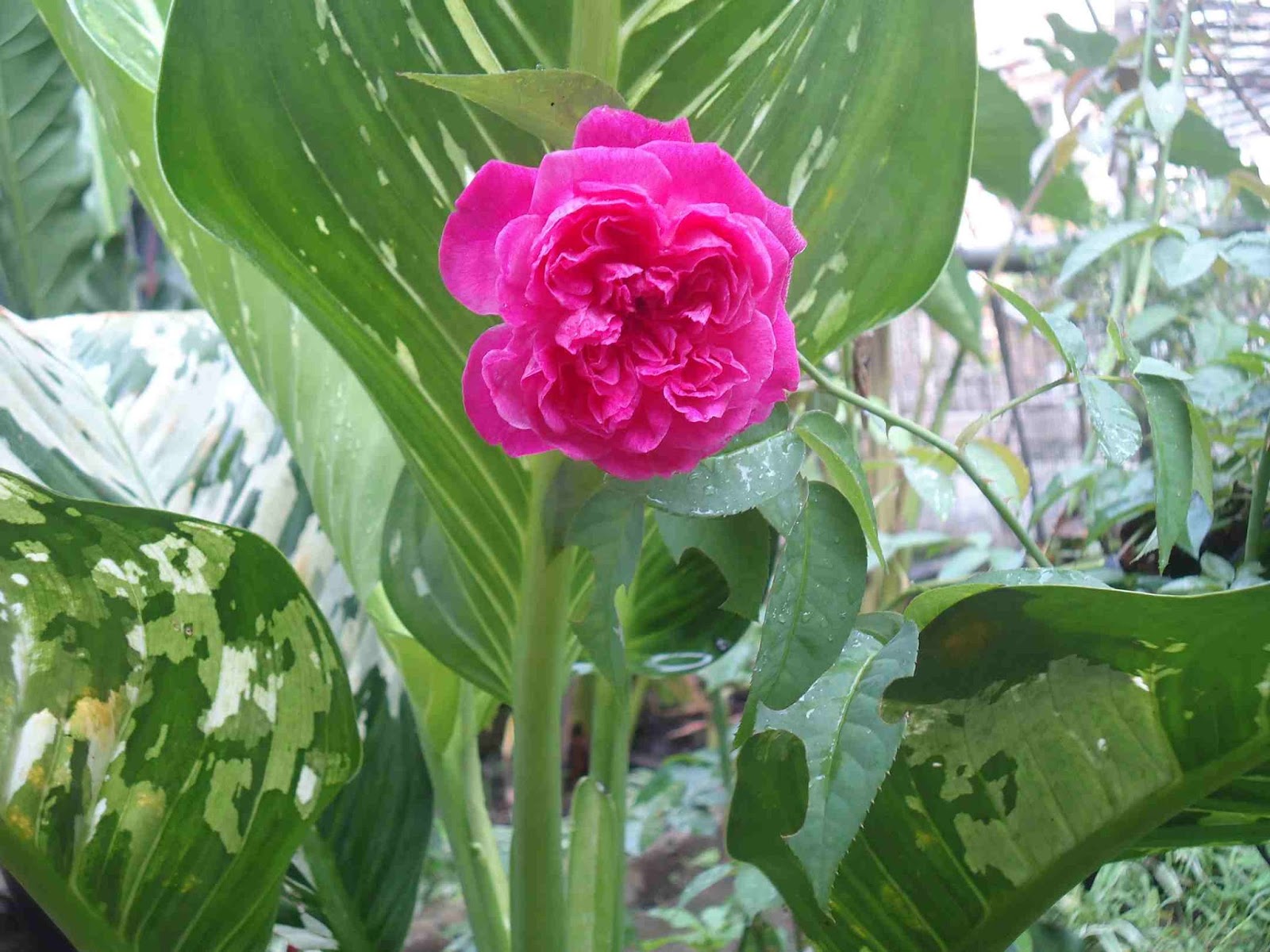 BUNGA MAWAR MERAH JAMBU ROMANTIS - Rumah Daun Muda