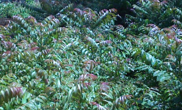 SUREN : Tanaman Hidup Pengusir Nyamuk | Omah Sehat