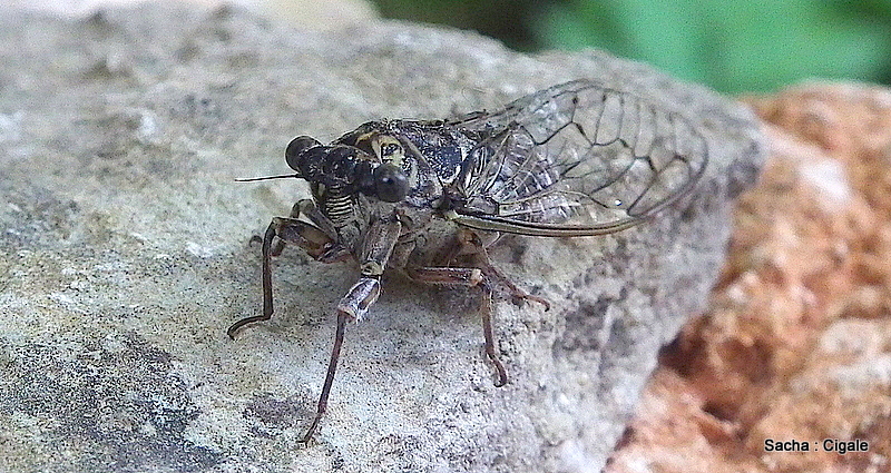 Un jour....Une photo !: Cigale