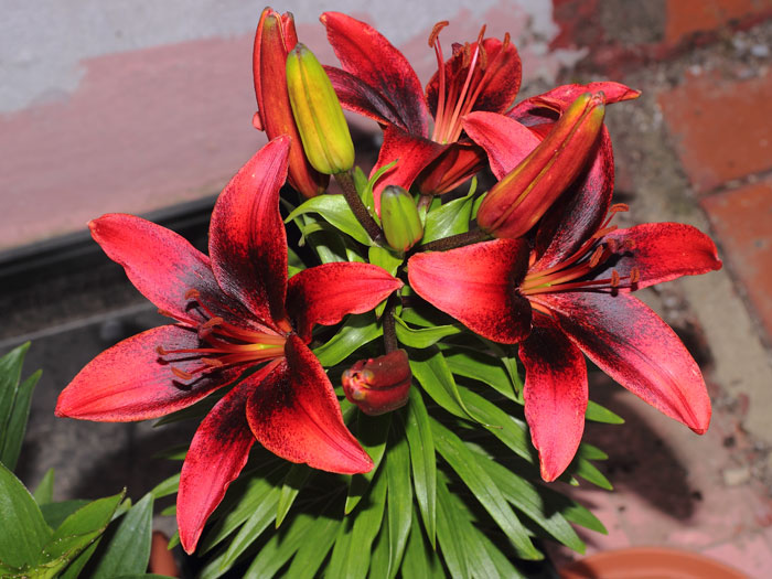 El Jardín Sucronense: Azucenas asiáticas: estrellas multicolores