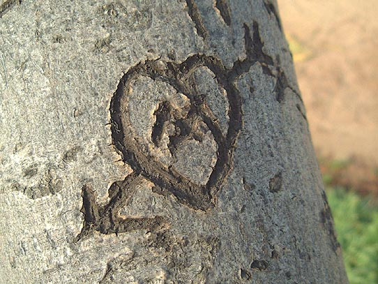 Tree Treasures: Here's Your Sign- in Trees