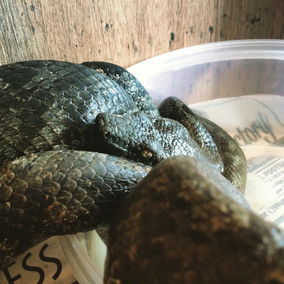 Pacific Boa Constrictor Snakes (Candoia bibroni bibroni)