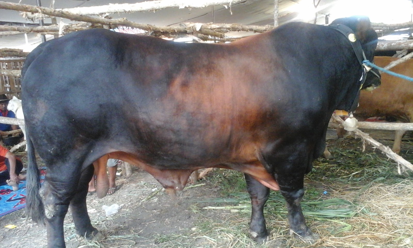 Sapi Simpo dan Limpo, Persilangan Simmental dan Limousine dengan PO ...