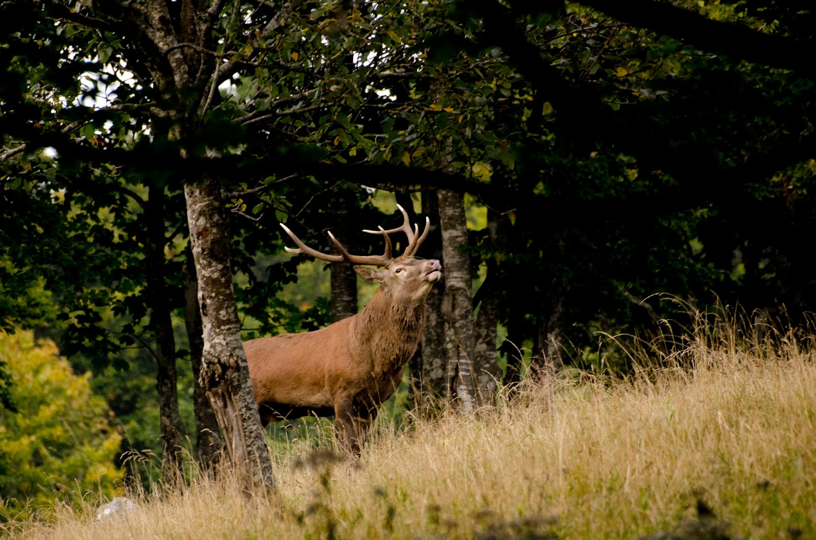DROMESCAPE - Randonnées en Drôme et Escapades photographiques: Les ...