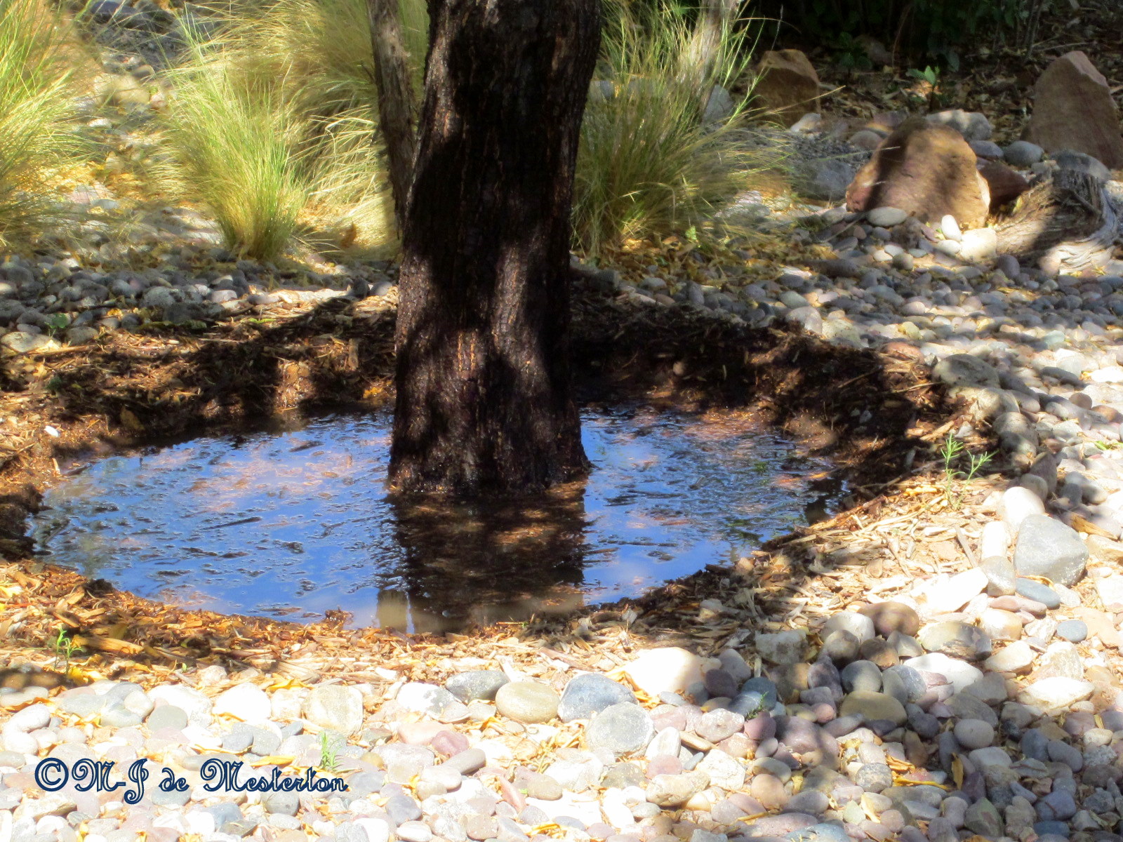 House Garden Designs: Fruit Tree Well