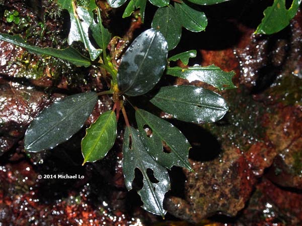 The rainforests of Borneo & Southeast Asia: Bucephalandra akantha from ...