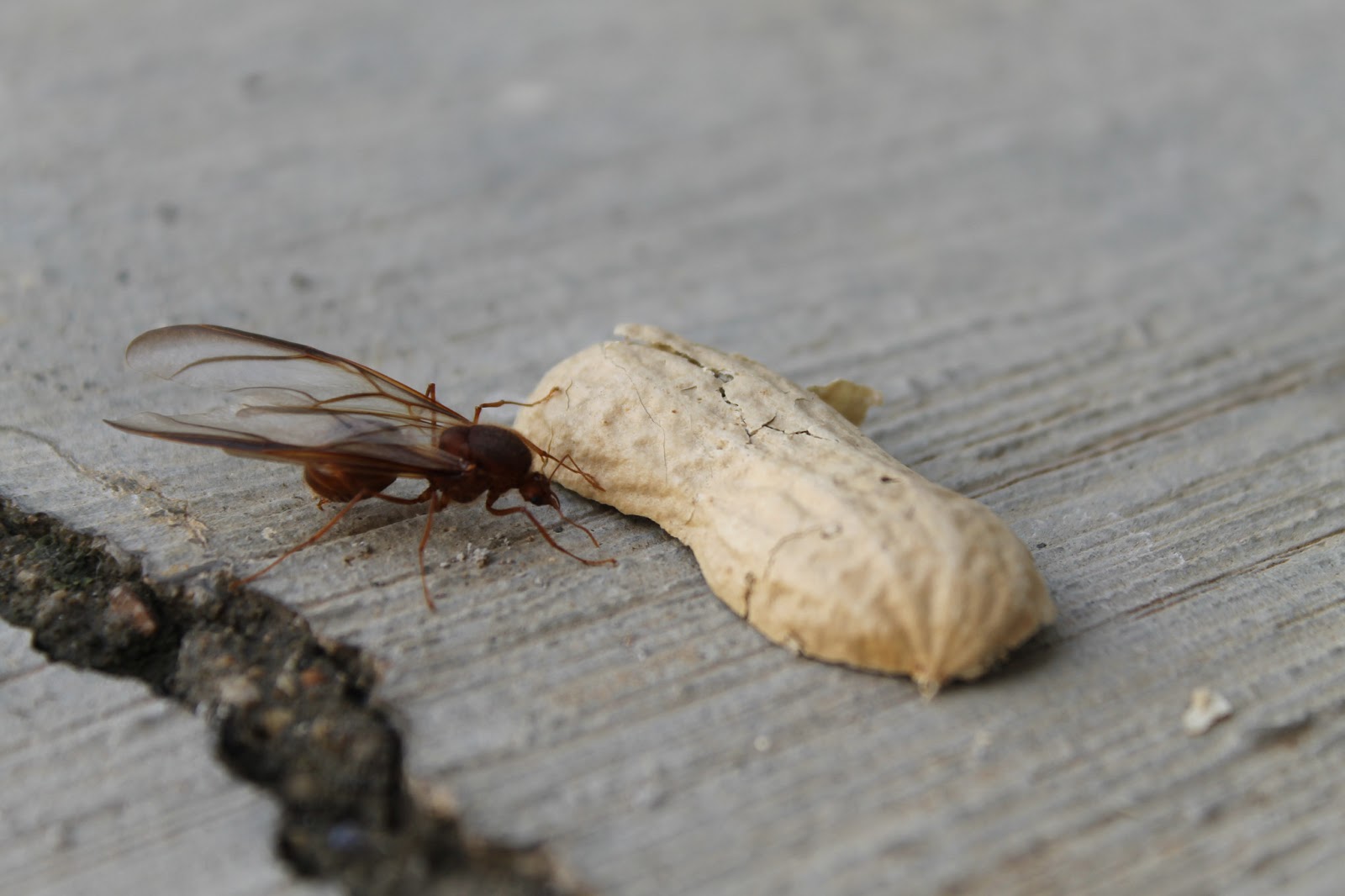 The Toler Family: Insectos Mexicanos!