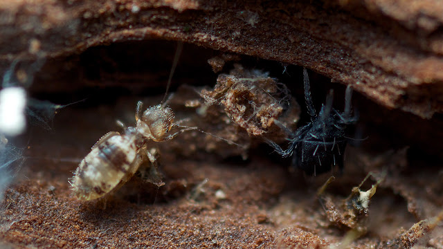 ムシをデザインしたのはダレ？: コナチャタテ科 Liposcelis sp.