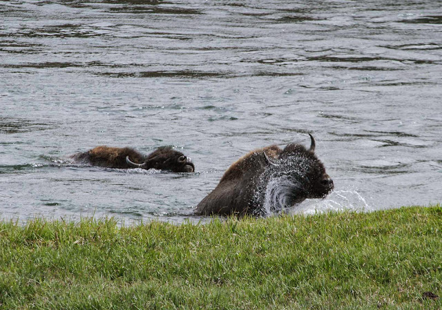 The Paper Boutique: Yellowstone Trip