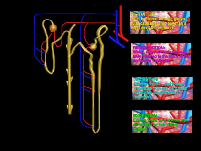 Manash (Subhaditya Edusoft): URINARY SYSTEM: Filter System of Human Body