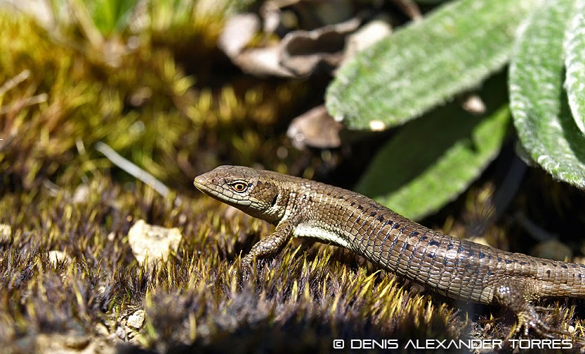 VISION TORRES - IMAGENES DE NUESTRO MUNDO: FOTOGRAFIANDO REPTILES Y ...