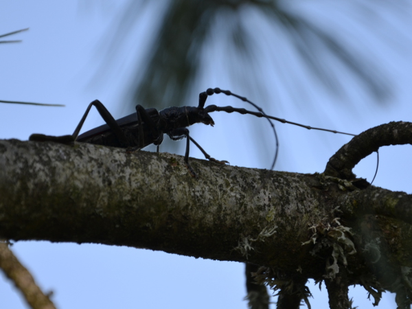 Journee Citoyenne Nature à Argentré: Le Grand capricorne