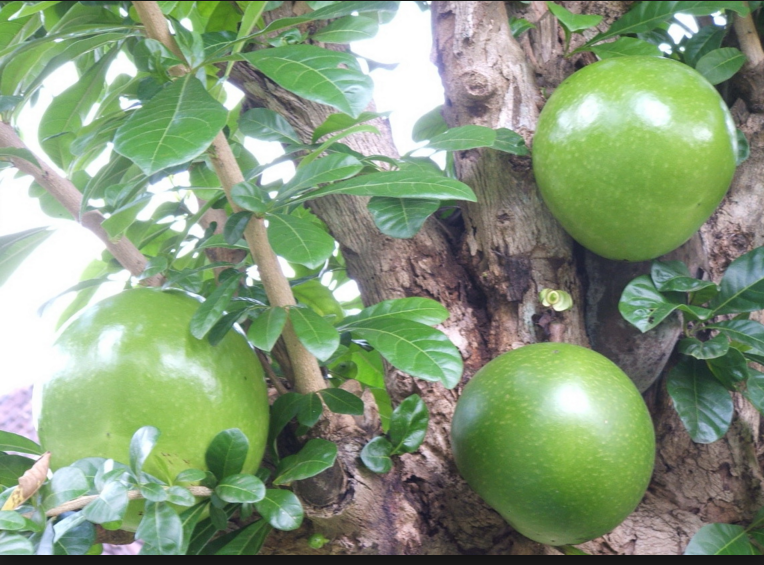 MANG HERMAN ( SIENG ): buah maya (BRENUK)