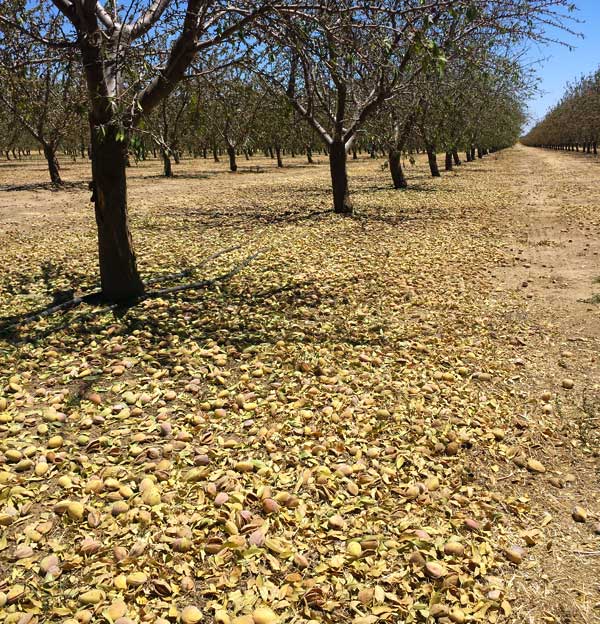 Sustainable Ag: A View from the Field: Almond Growers Poised to Get ...